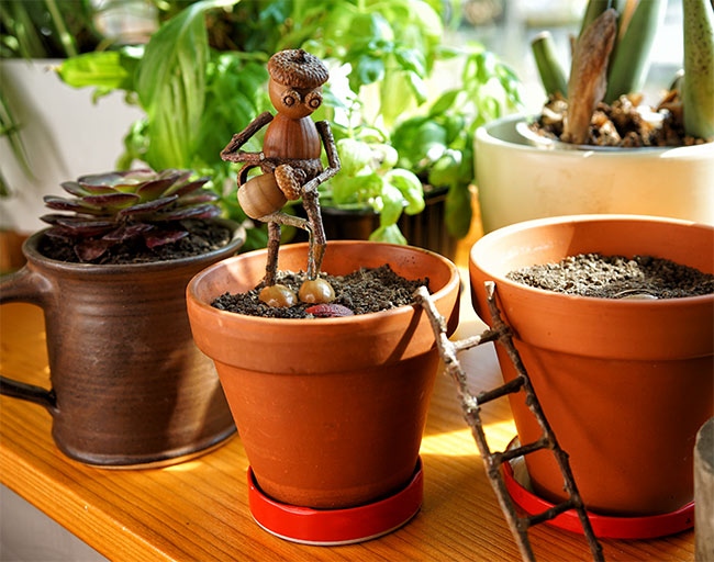 Plant your own oak tree at home! - Acorn Elves